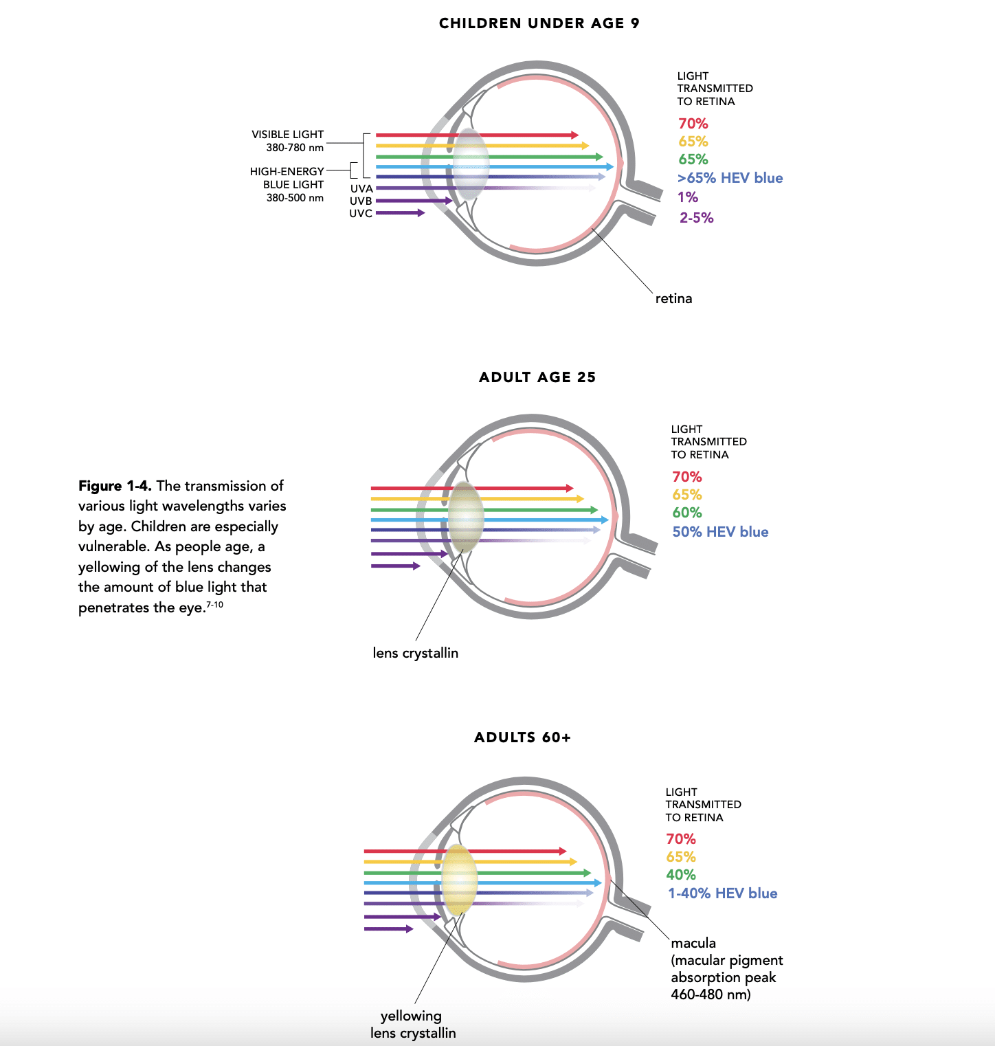 A Close Look at Our Eyes - Our Dominant Sensory Organ